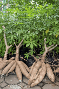Cassava Varieties in India – Cassava Development Authority